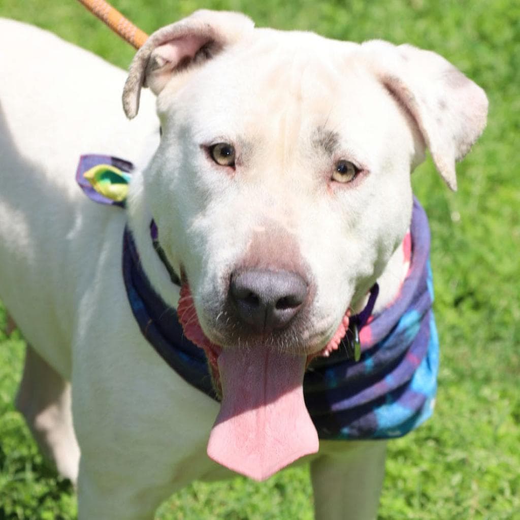 Events | God's Dogs Rescue