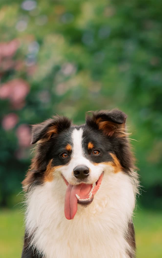 Adopt A Dog | God's Dogs Rescue