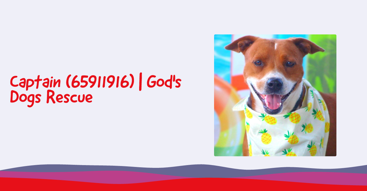 Captain (65911916) | God's Dogs Rescue