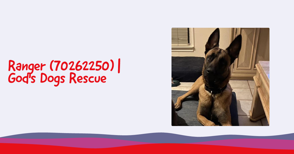 Ranger (70262250) | God's Dogs Rescue