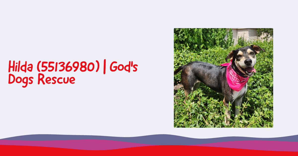 Hilda (55136980) | God's Dogs Rescue