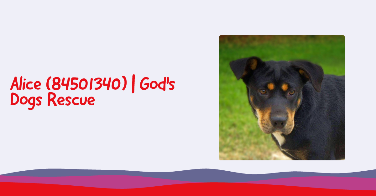 Alice (84501340) | God's Dogs Rescue