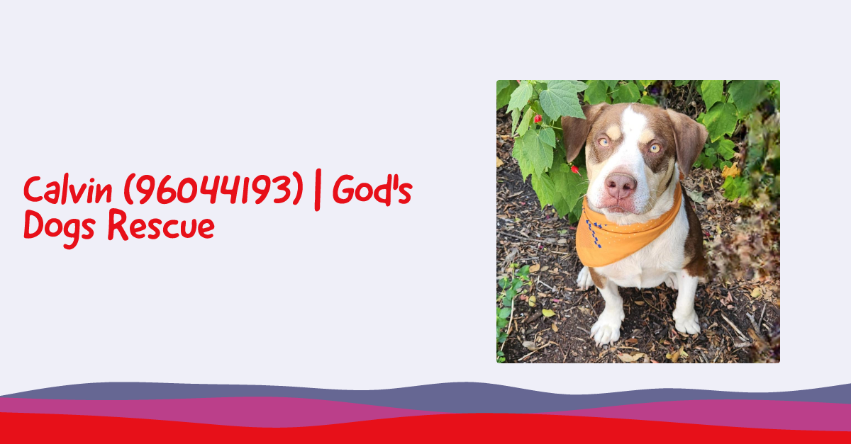 Calvin (96044193) | God's Dogs Rescue
