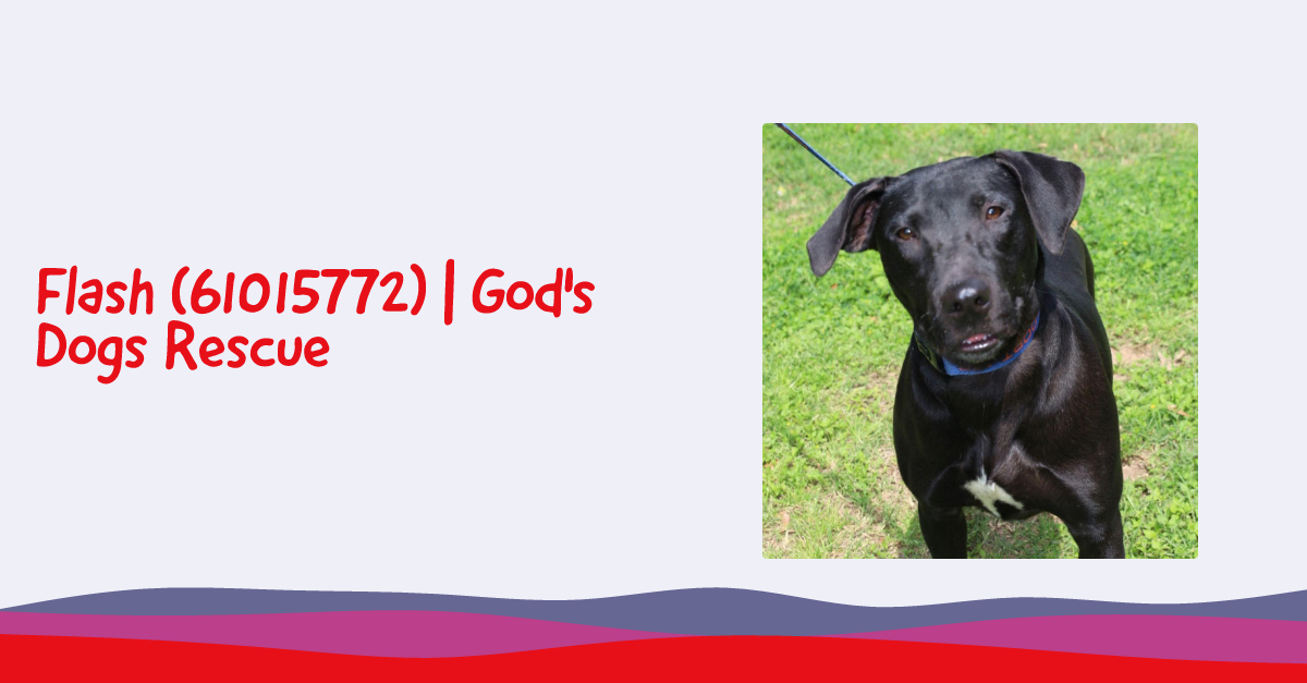 Flash (61015772) | God's Dogs Rescue