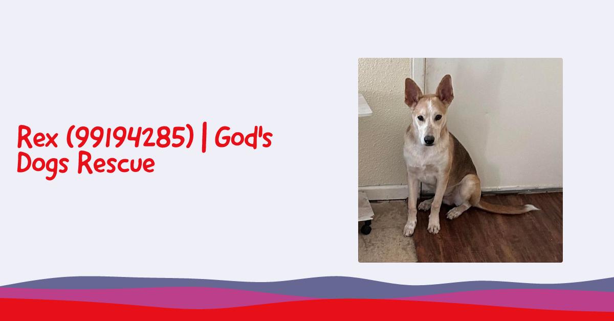 Rex (99194285) | God's Dogs Rescue
