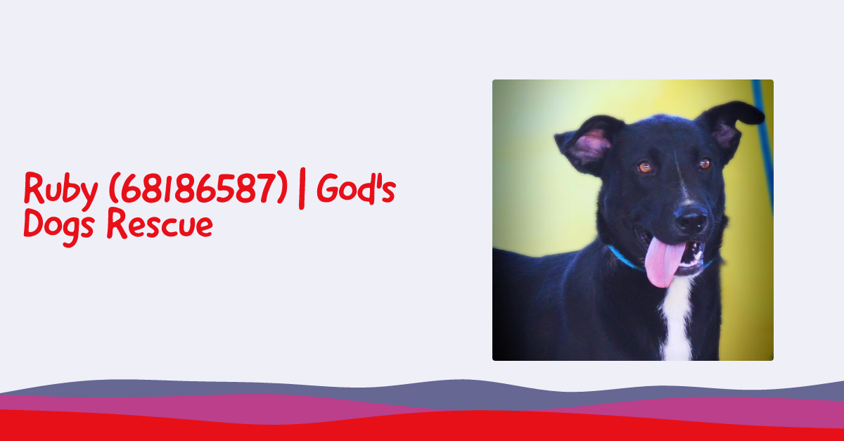 Ruby (68186587) | God's Dogs Rescue