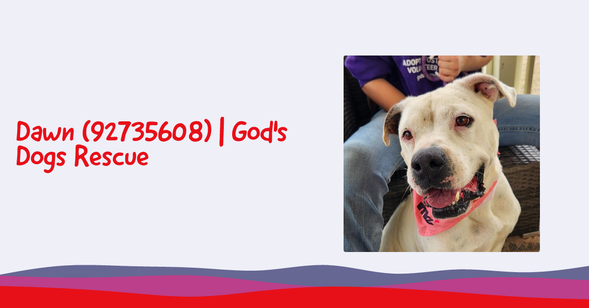Dawn (92735608) | God's Dogs Rescue