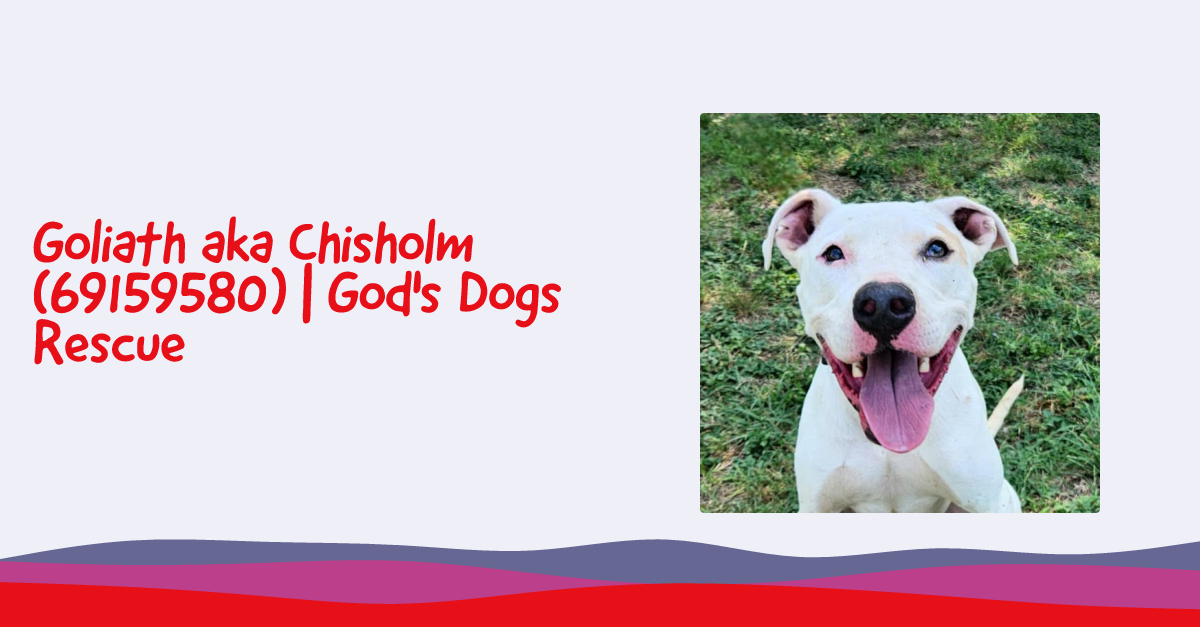 Goliath aka Chisholm (69159580) | God's Dogs Rescue