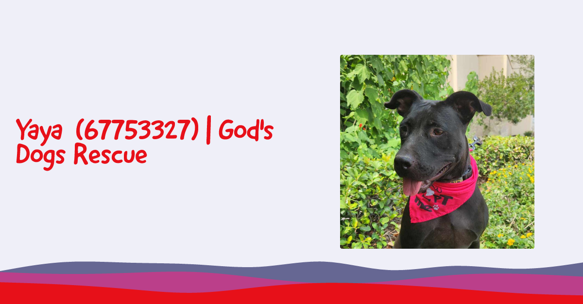 Yaya (67753327) | God's Dogs Rescue