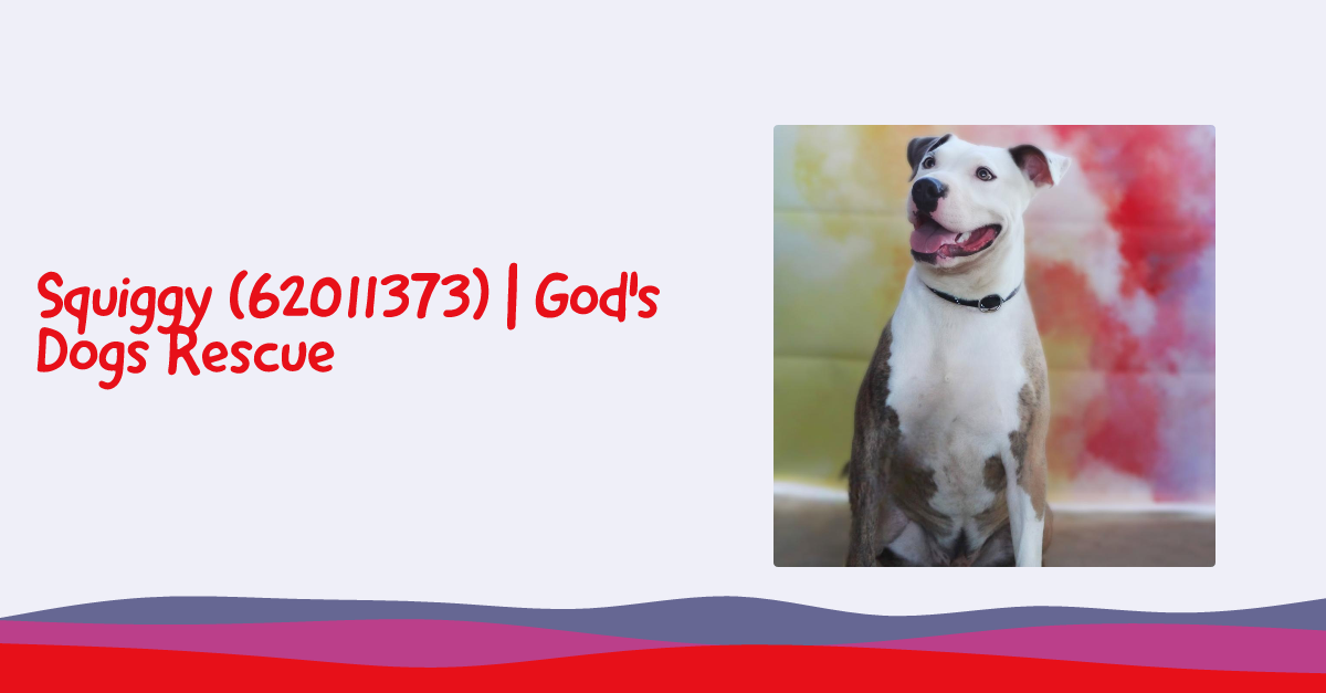 Squiggy (62011373) | God's Dogs Rescue