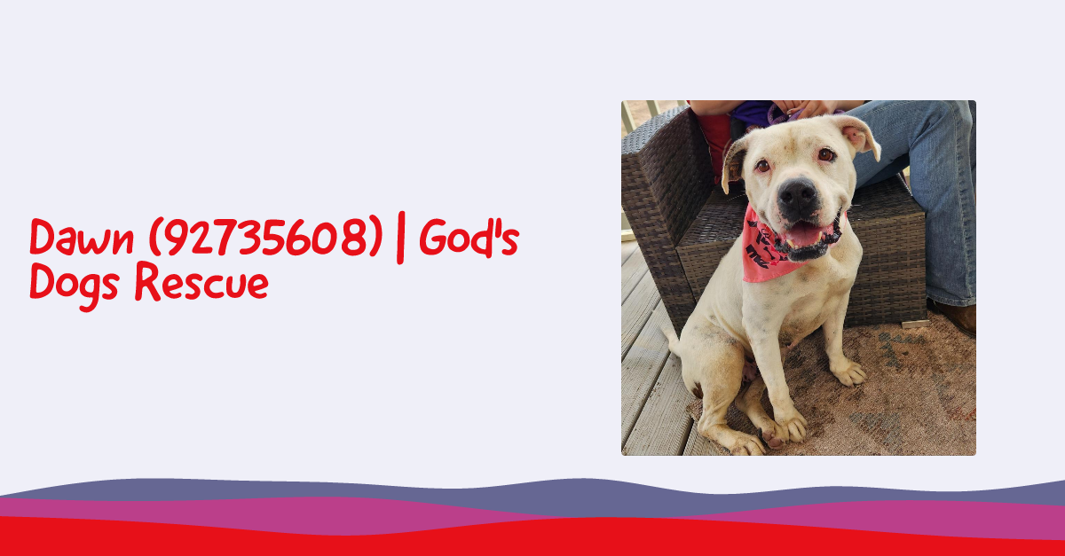Dawn (92735608) | God's Dogs Rescue