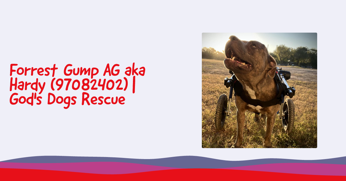 Forrest Gump AG aka Hardy (97082402) | God's Dogs Rescue