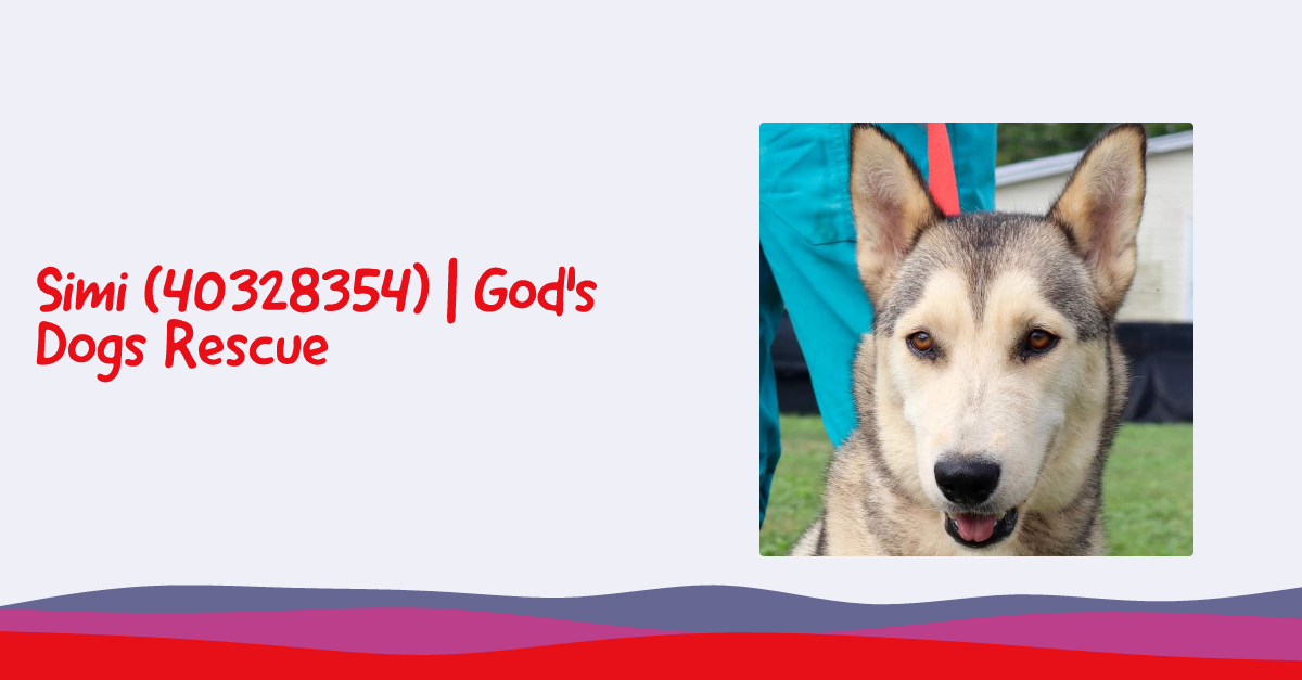 Simi (40328354) | God's Dogs Rescue