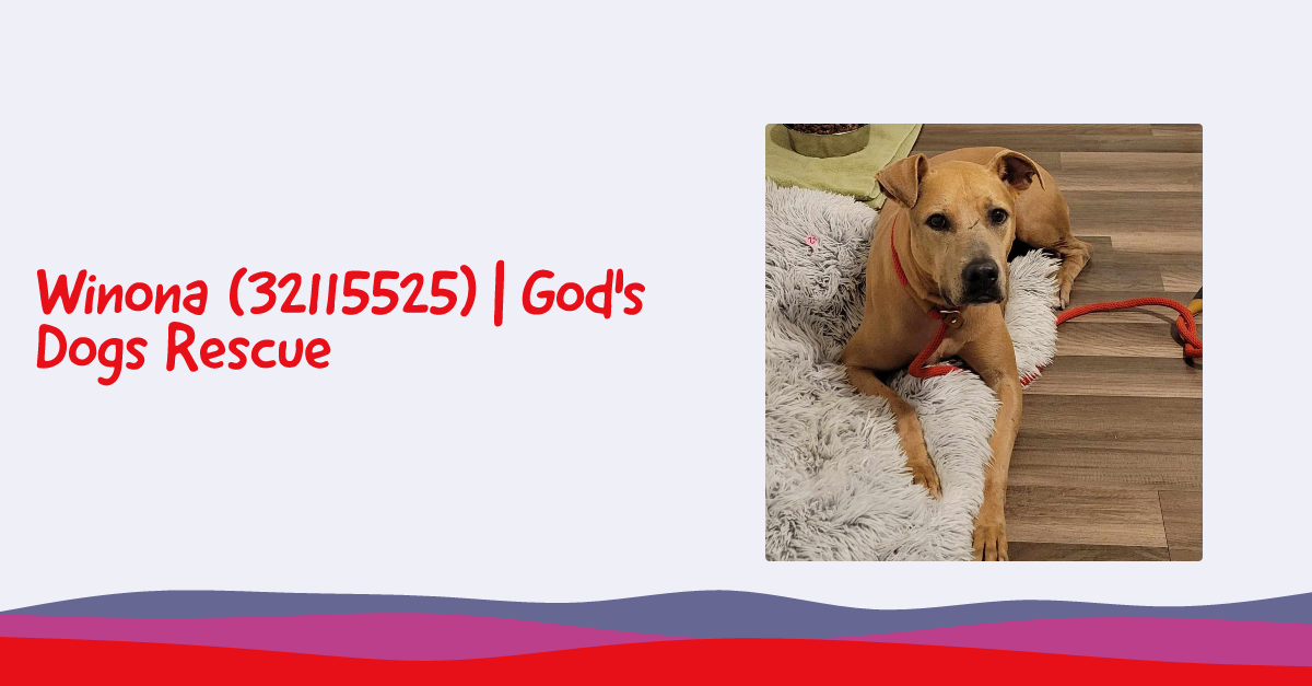 Winona (32115525) | God's Dogs Rescue
