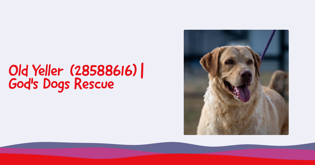 Old Yeller (28588616) | God's Dogs Rescue