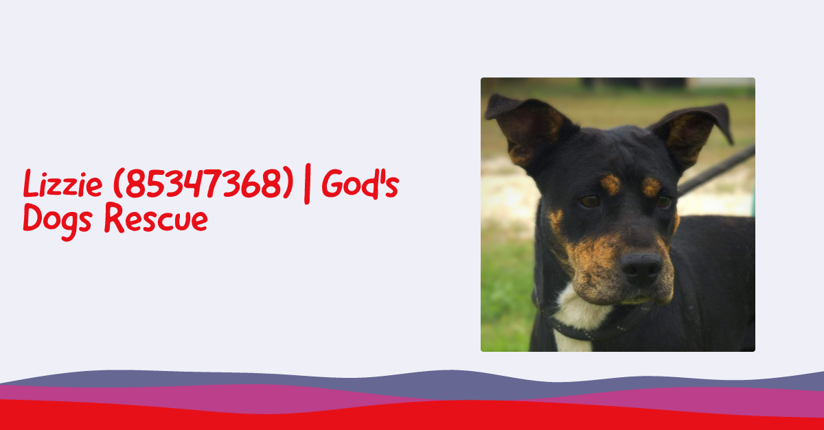 Lizzie (85347368) | God's Dogs Rescue