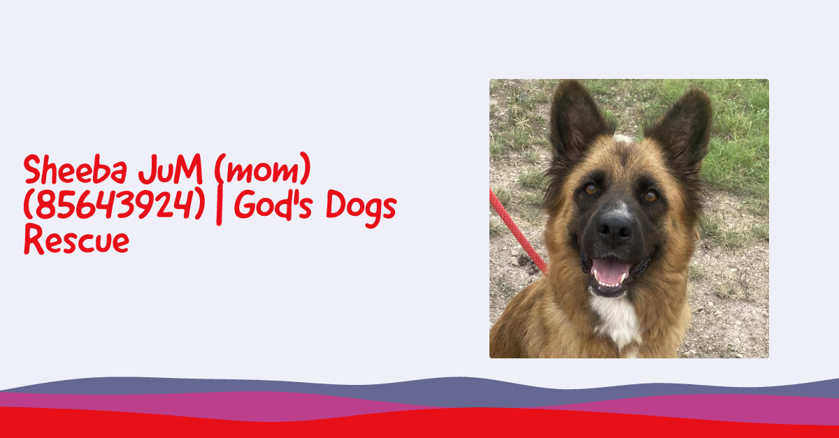 Sheeba JuM (mom) (85643924) | God's Dogs Rescue