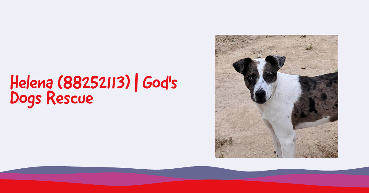Helena (88252113) | God's Dogs Rescue
