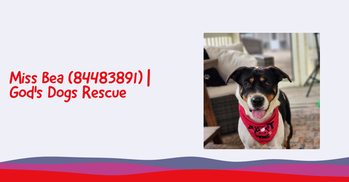 Miss Bea (84483891) | God's Dogs Rescue