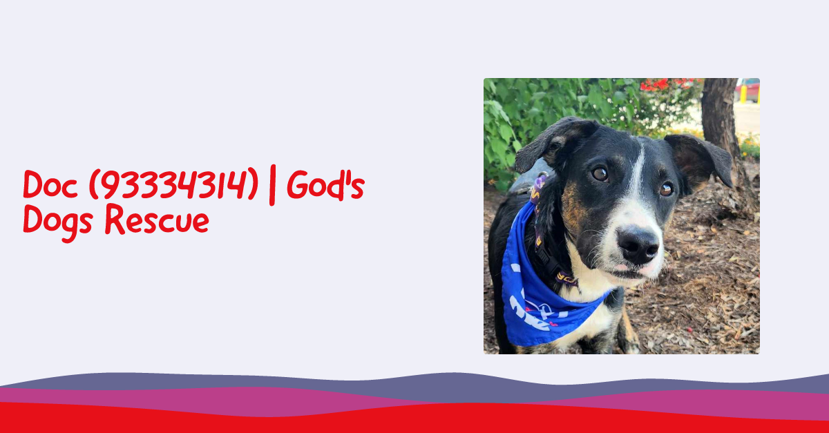 Doc (93334314) | God's Dogs Rescue