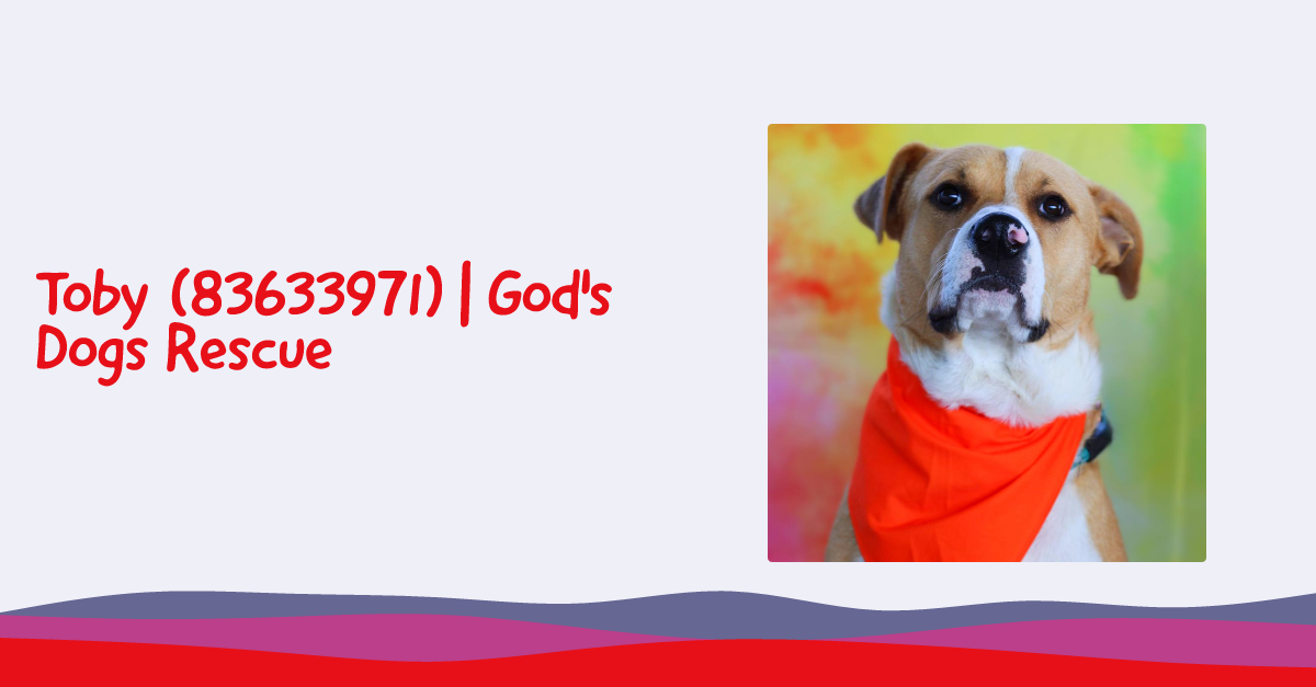 Toby (83633971) | God's Dogs Rescue