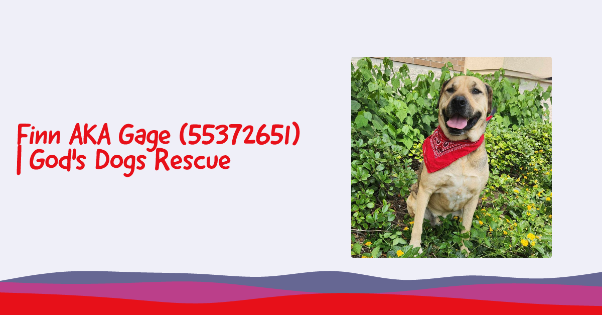 Finn AKA Gage (55372651) | God's Dogs Rescue