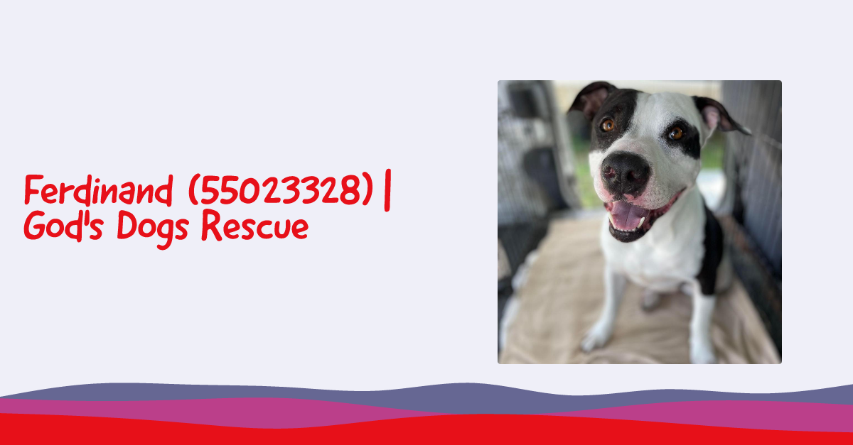 Ferdinand (55023328) | God's Dogs Rescue