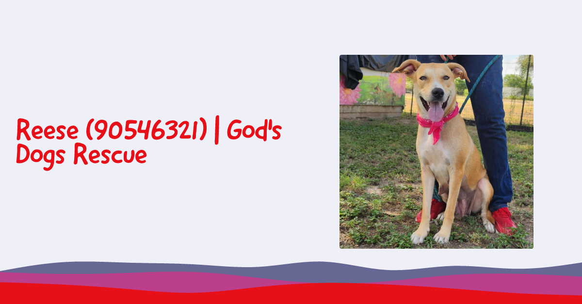 Reese (90546321) | God's Dogs Rescue
