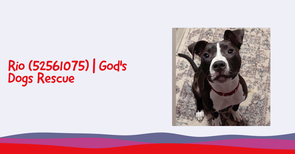 Rio (52561075) | God's Dogs Rescue