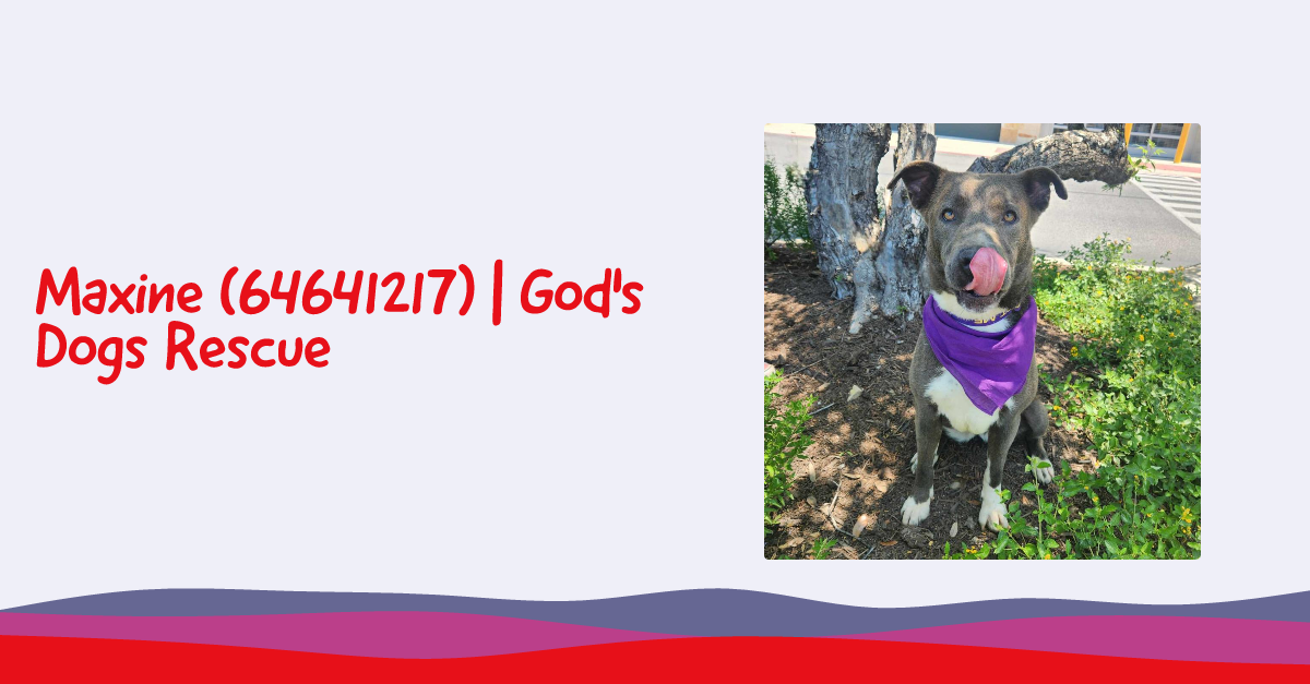 Maxine (64641217) | God's Dogs Rescue