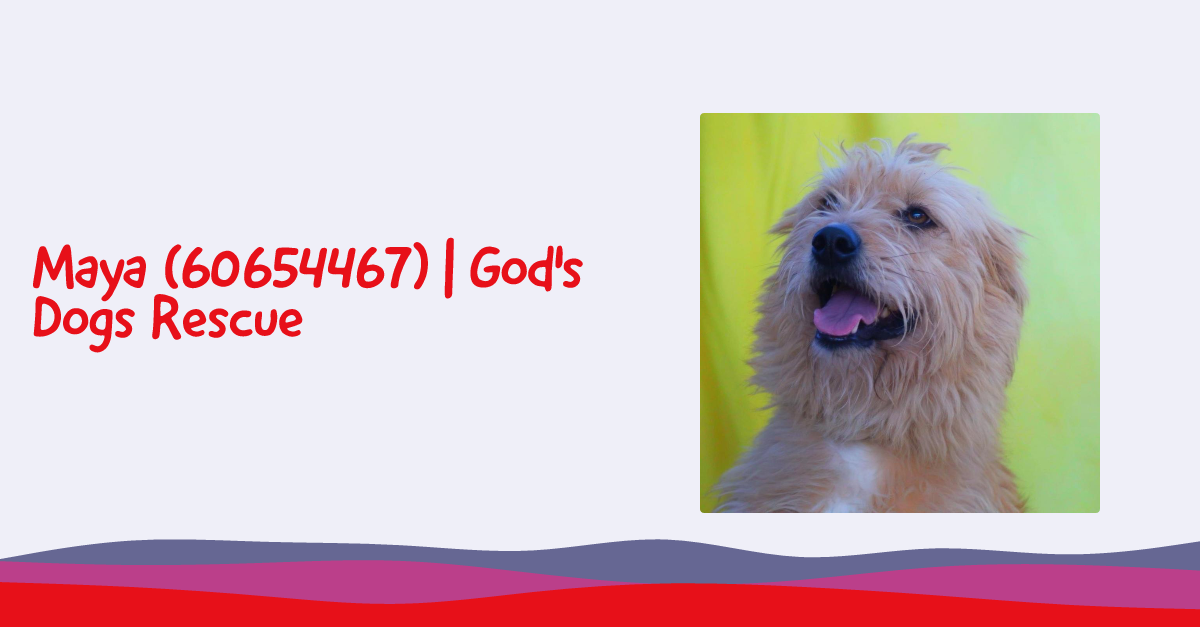 Maya (60654467) | God's Dogs Rescue