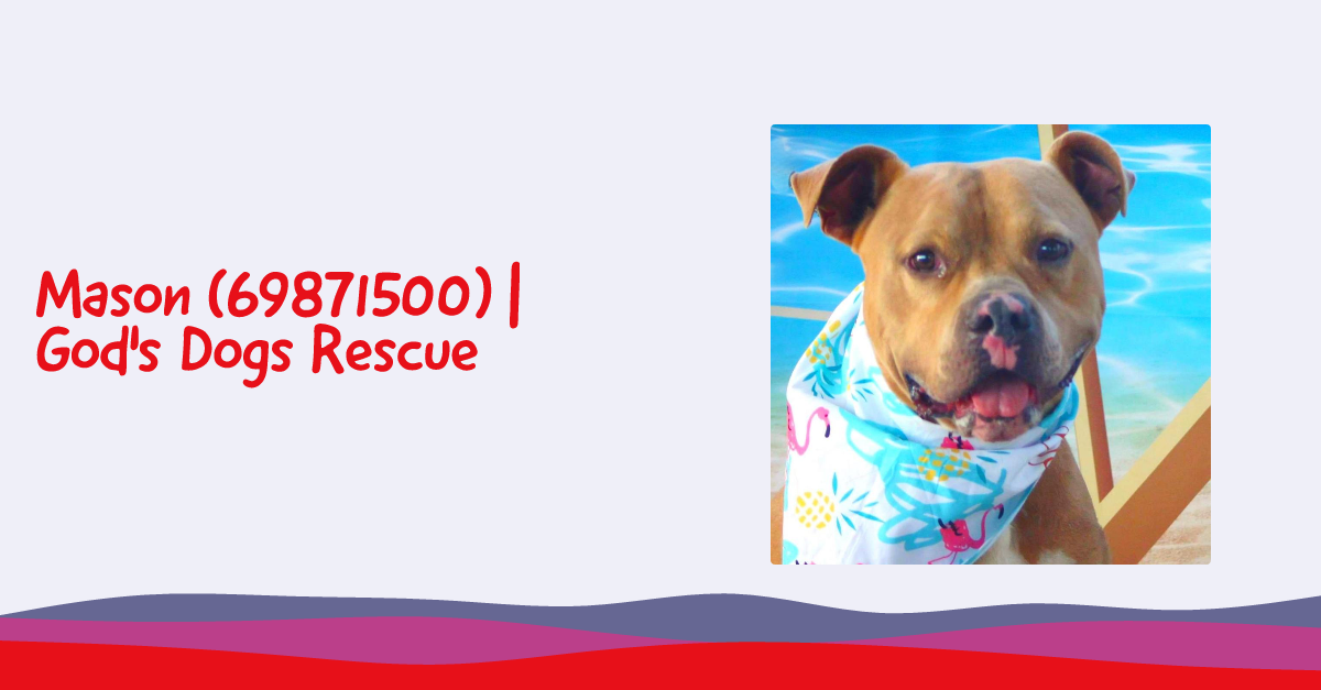 Mason (69871500) | God's Dogs Rescue