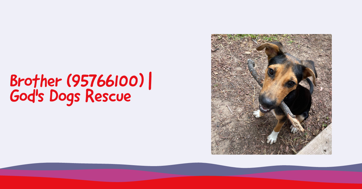 Brother (95766100) | God's Dogs Rescue