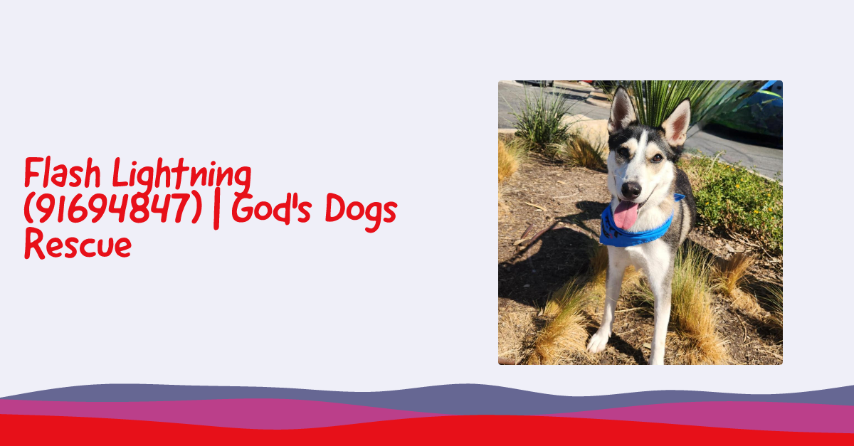 Flash Lightning (91694847) | God's Dogs Rescue