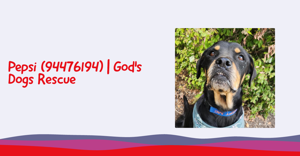 Pepsi (94476194) | God's Dogs Rescue