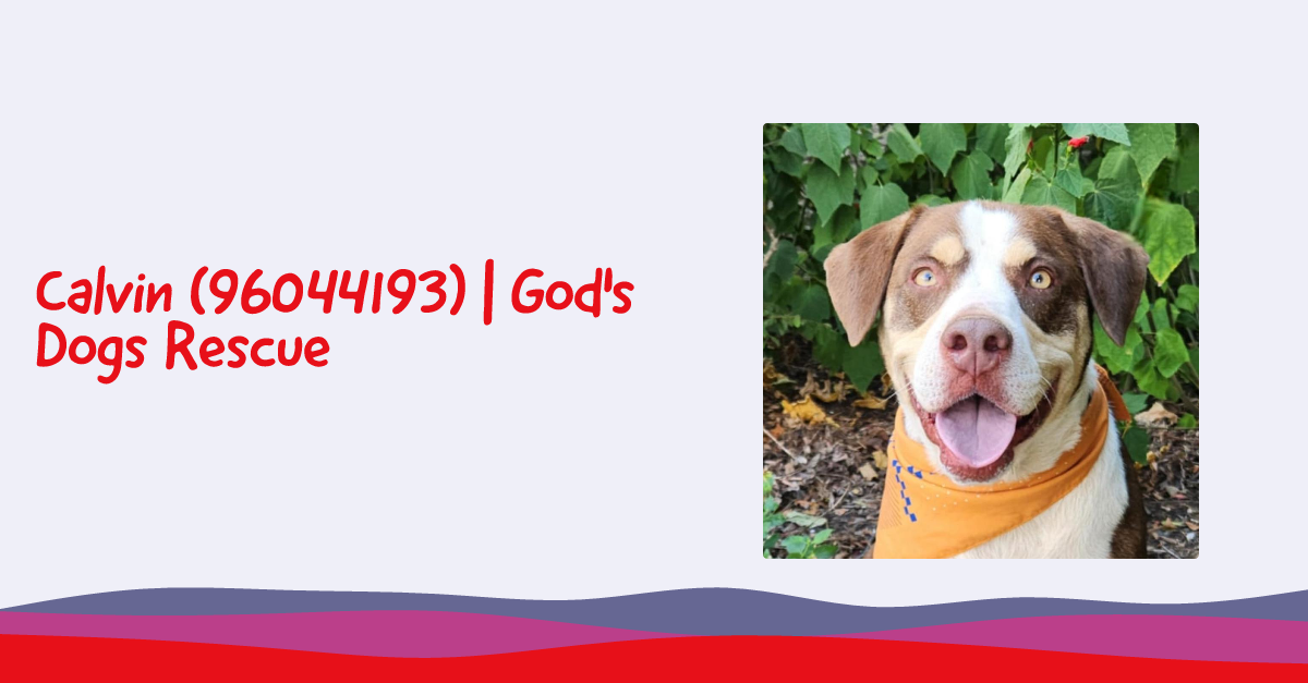 Calvin (96044193) | God's Dogs Rescue