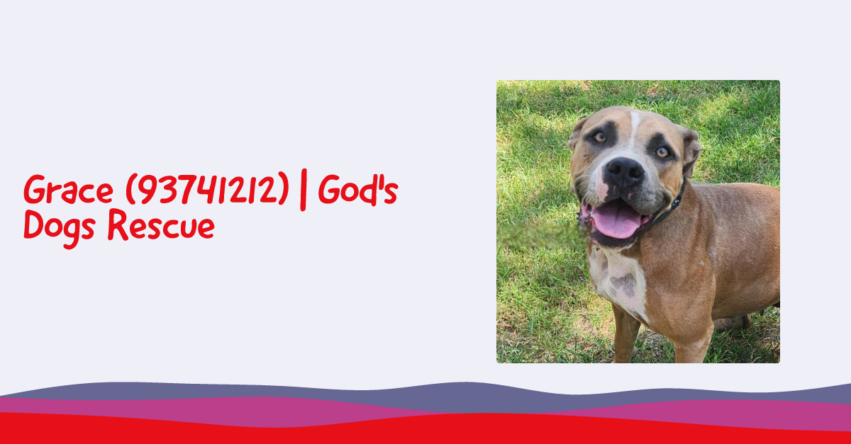 Grace (93741212) | God's Dogs Rescue