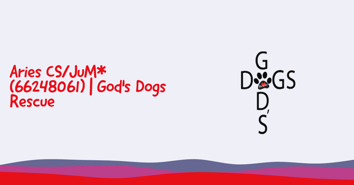 Aries CS/JuM* (66248061) | God's Dogs Rescue