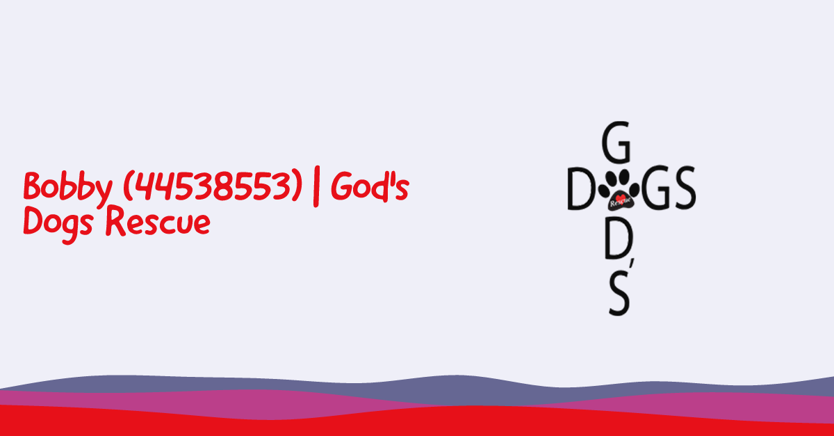 Bobby (44538553) | God's Dogs Rescue