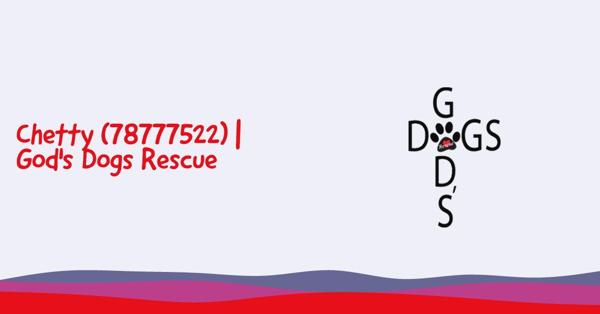 Chetty (78777522) | God's Dogs Rescue