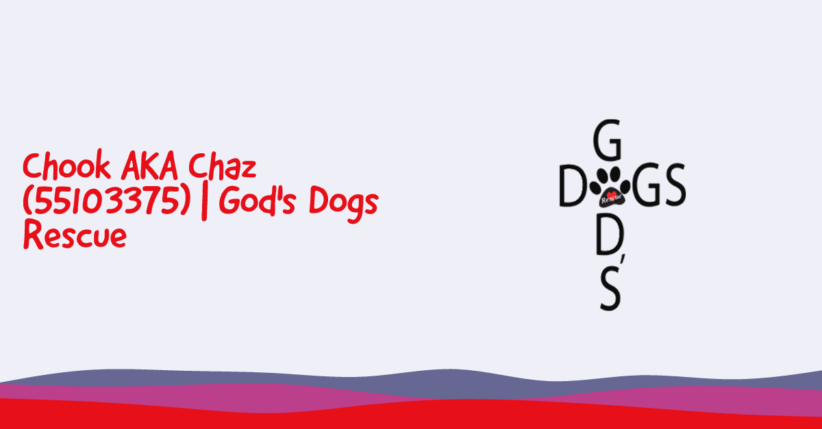 Chook AKA Chaz (55103375) | God's Dogs Rescue