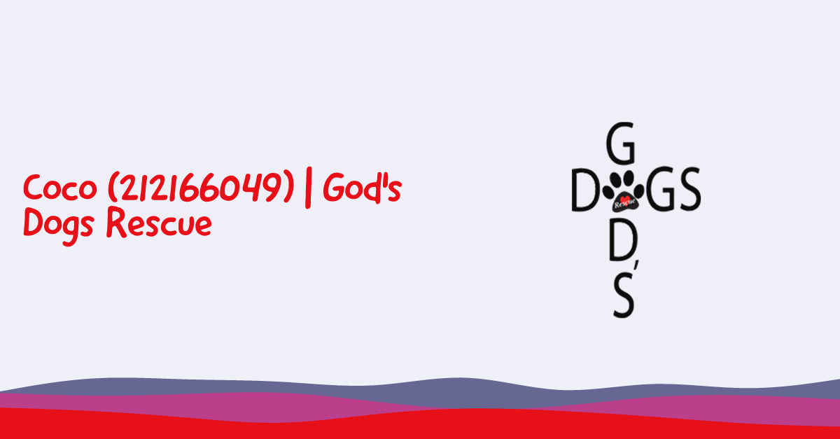 Coco (212166049) | God's Dogs Rescue