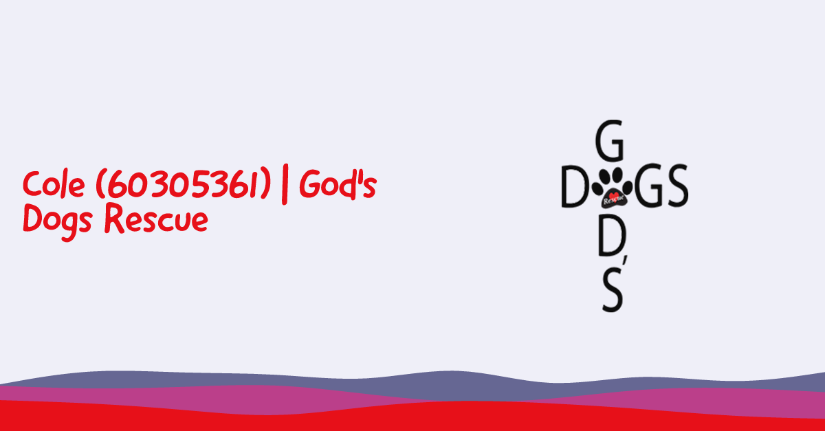 Cole (60305361) | God's Dogs Rescue