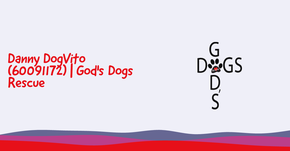 Danny DogVito (60091172) | God's Dogs Rescue