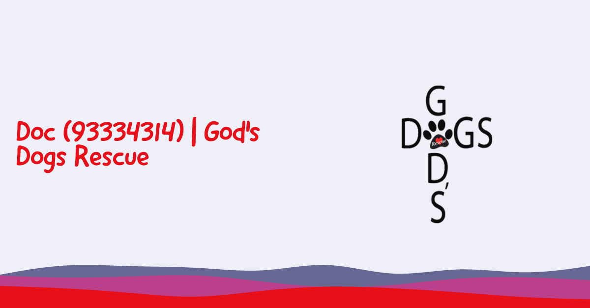 Doc (93334314) | God's Dogs Rescue