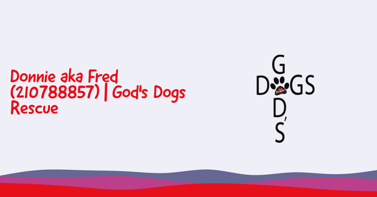 Donnie aka Fred (210788857) | God's Dogs Rescue