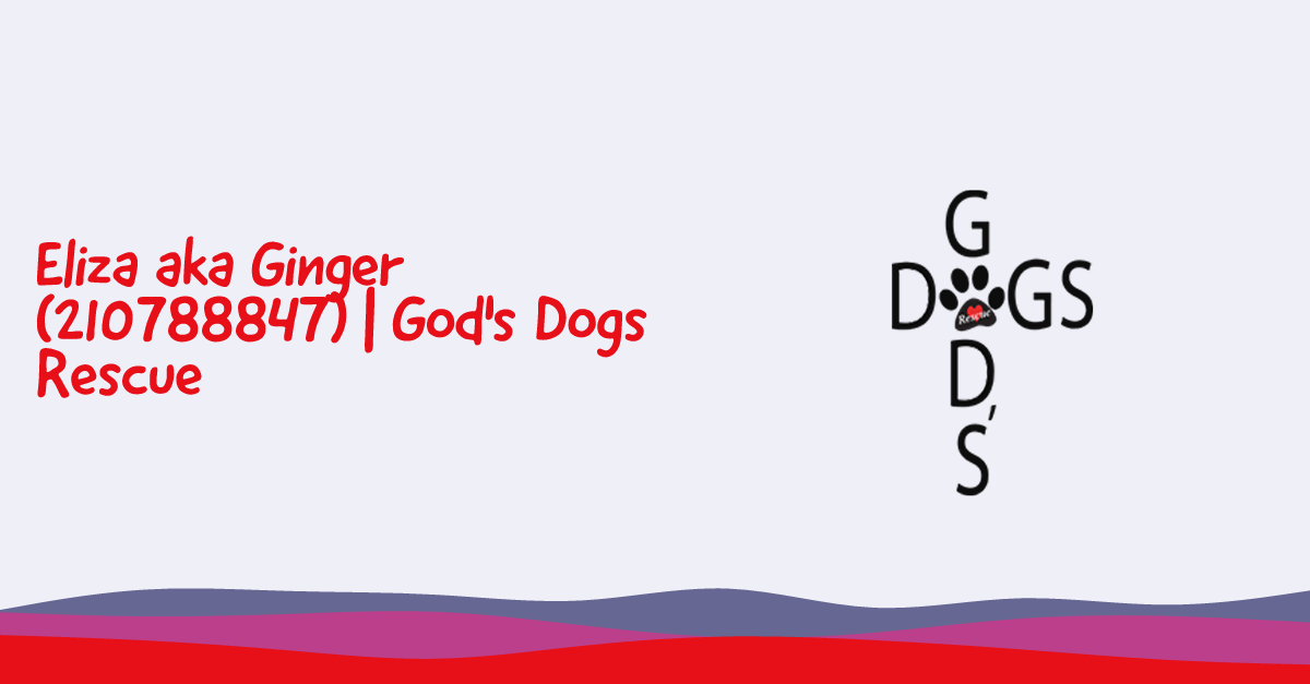 Eliza aka Ginger (210788847) | God's Dogs Rescue