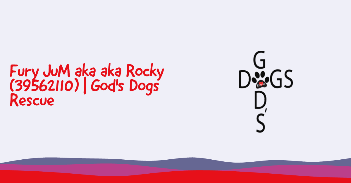 Fury JuM aka aka Rocky (39562110) | God's Dogs Rescue