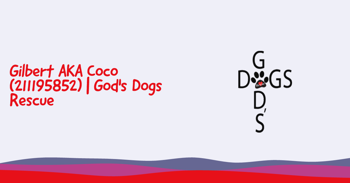 Gilbert AKA Coco (211195852) | God's Dogs Rescue