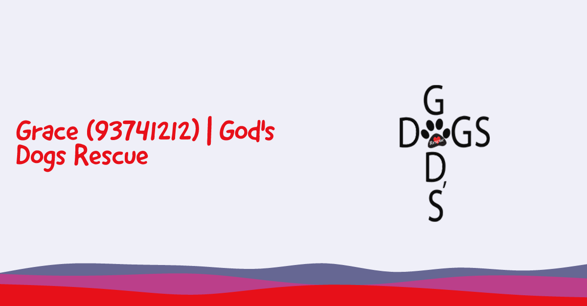 Grace (93741212) | God's Dogs Rescue